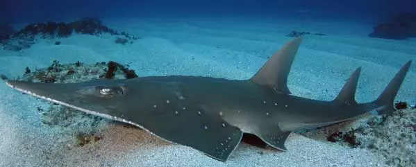 Sawfish (Ikilatini Pristidae). Amafoto na videwo 272_28