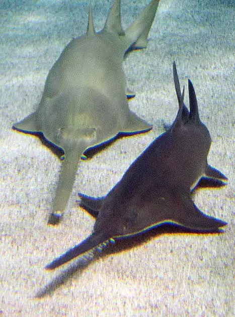 Sawfish (Ikilatini Pristidae). Amafoto na videwo 272_3