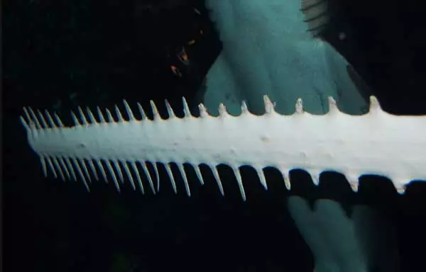 Sawfish (Ikilatini Pristidae). Amafoto na videwo 272_35