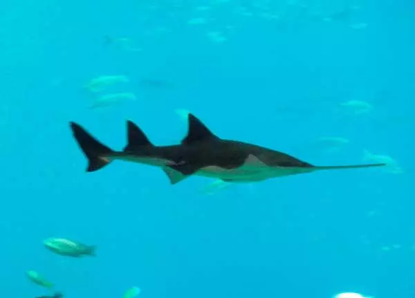 Sawfish (latinsko Pristidae). Fotografije in video posnetki Sawfish 272_44