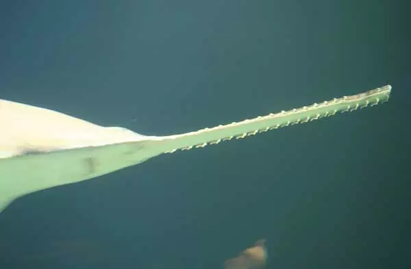 Sawfish (Latin Pristidae). Cov duab thiab cov vis dis aus 272_46