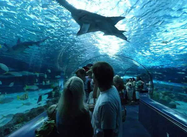 Sawfish (Ikilatini Pristidae). Amafoto na videwo 272_7