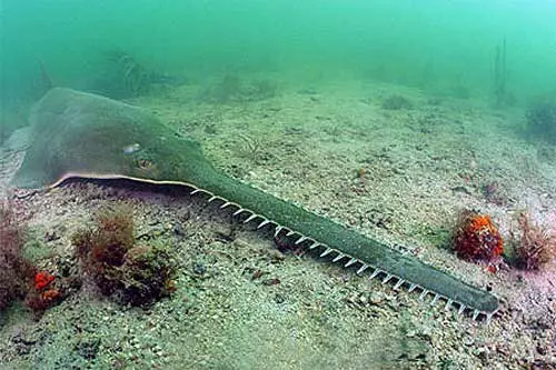 Sawfish (Latin Pristidae). Cov duab thiab cov vis dis aus 272_8