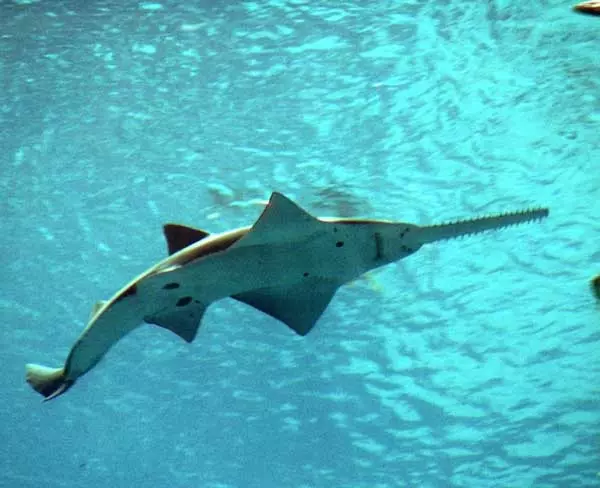 Sagfisk (Latin Pristidae). Sawfish bilder og videoer 272_9