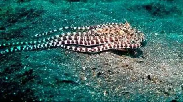 Oktopus flounderi öýkünýär