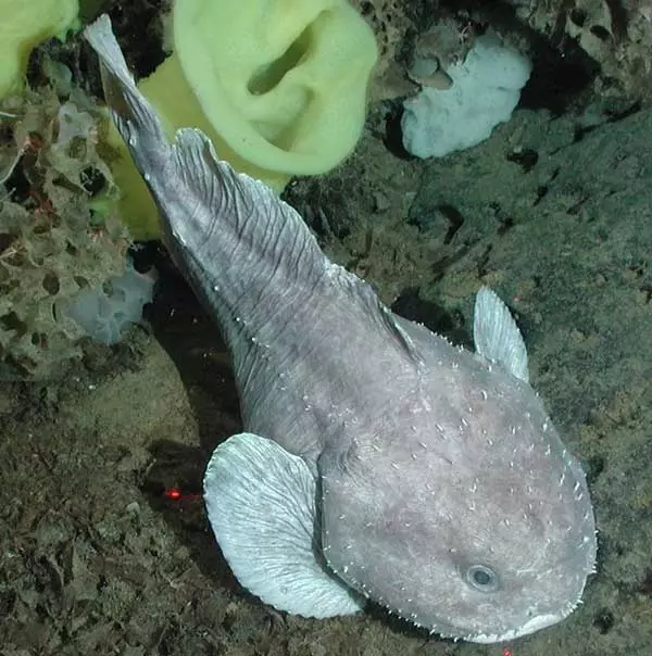 Tanta arraina, Australiako gobia, apo arraina (Blobfish - Psychrolutes marcidus). Tanta arrainen argazkia eta bideoa