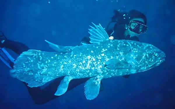 Coelacanth - মাছ "জীবন্ত জীবাশ্ম" বা coelacanth