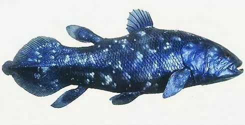 Coelacanth - माछा 