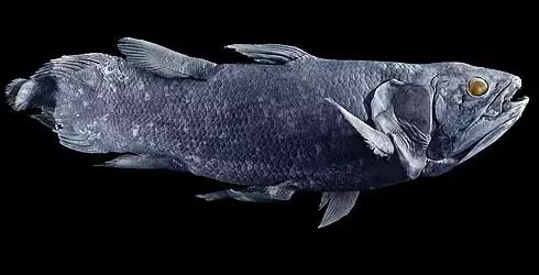 Coelacanth - baliq 