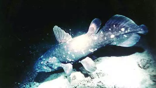 Coelacanth - ماهی 