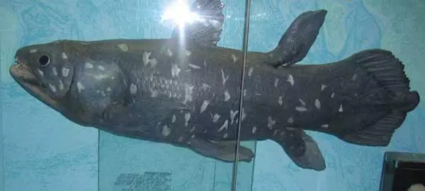 Coelacanth - মাছ 