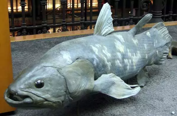 Coelacanth - মাছ 