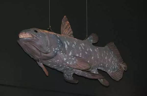 Coelacanth - ປາ 