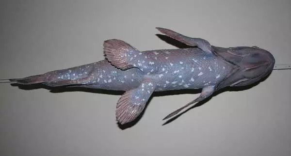 Coelacanth - माछा 