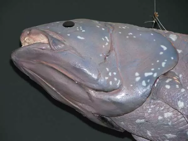 Coelacanth - माछा 