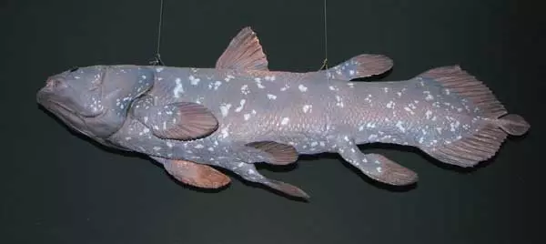 Coelacanth - माछा 