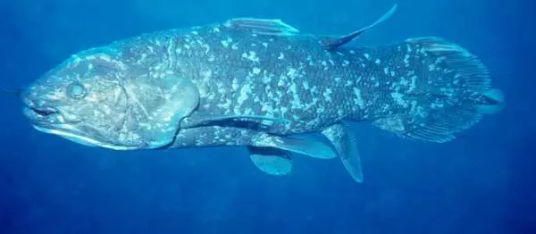 Coelacanth - माछा 