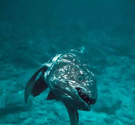 Coelacanth - মাছ 