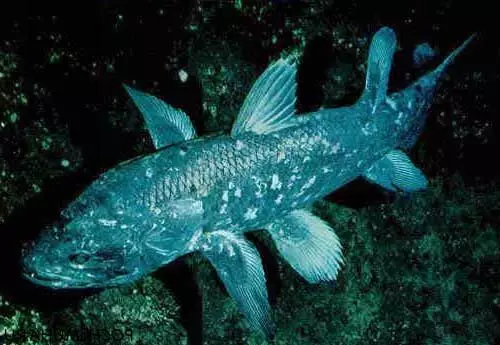 Coelacanth - ປາ 