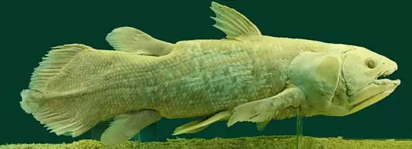 Coelacanth - ປາ 