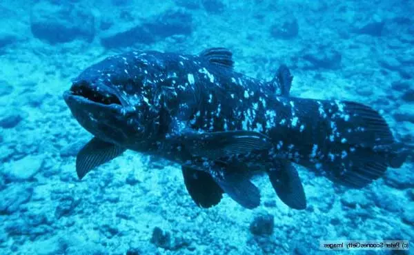 Coelacanth - মাছ 