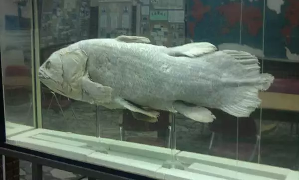 Coelacanth - ماهی 