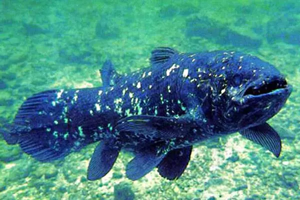 Coelacanth - माछा 