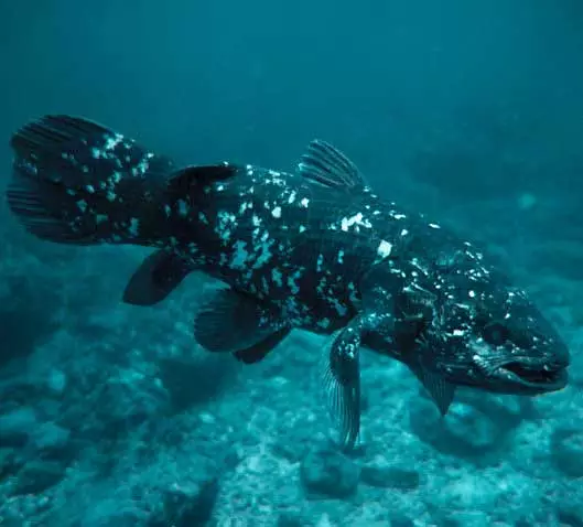 Coelacanth - ماهی 