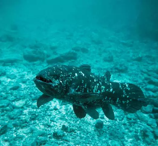 Coelacanth - माछा 