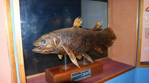 Coelacanth - মাছ 