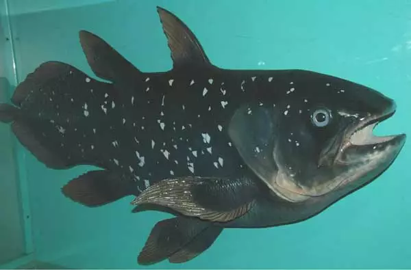 Coelacanth - মাছ 