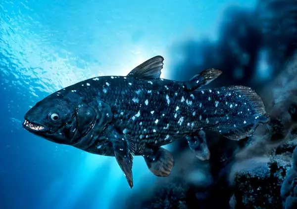 Coelacanth - fisk 