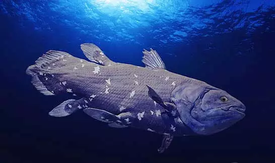 Coelacanth - ປາ 