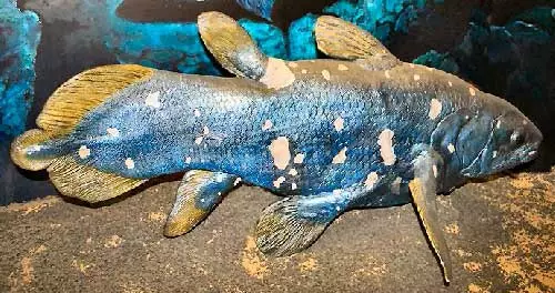 Coelacanth - ماهی 