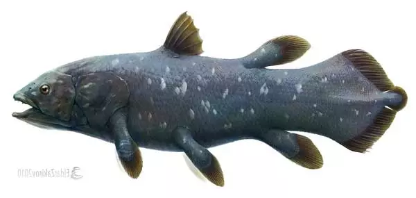 Coelacanth - মাছ 