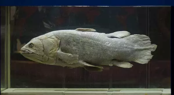 Coelacanth - মাছ 