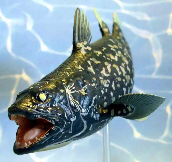 Coelacanth - माछा 