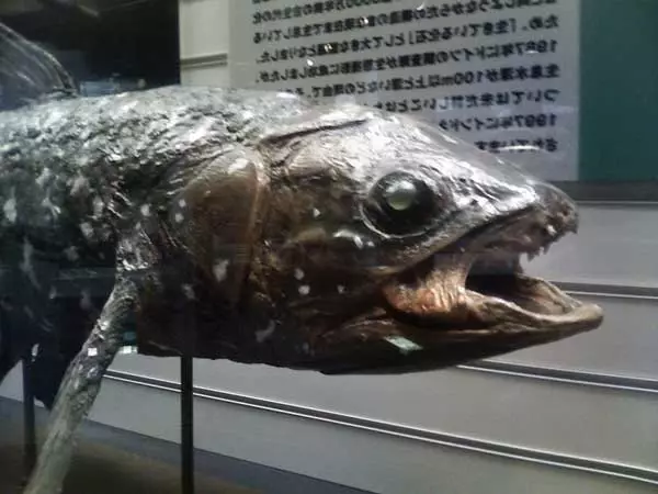 Coelacanth - মাছ 