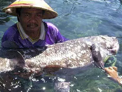 Coelacanth - মাছ 