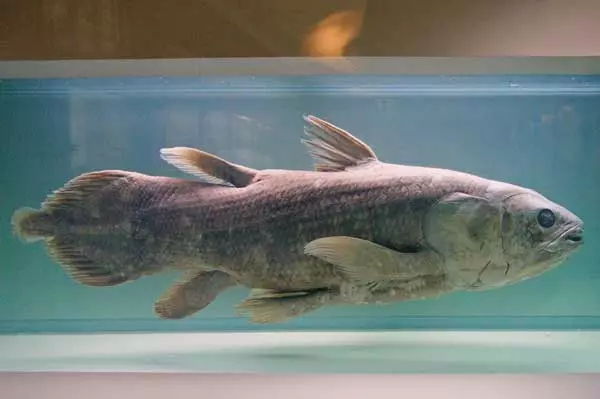 Coelacanth - মাছ 