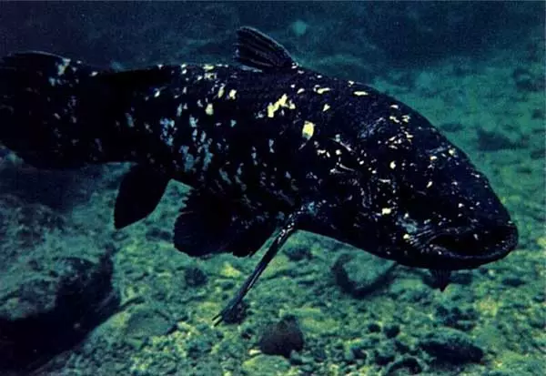 Coelacanth - fisk 