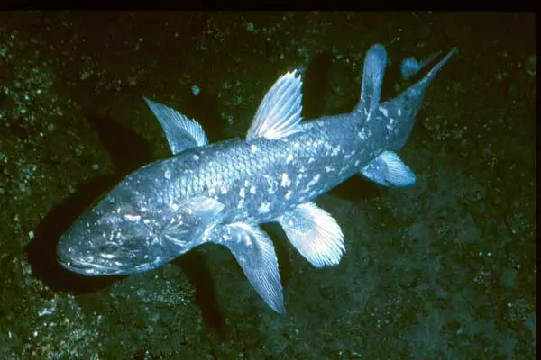 Coelacanth - ماهی 