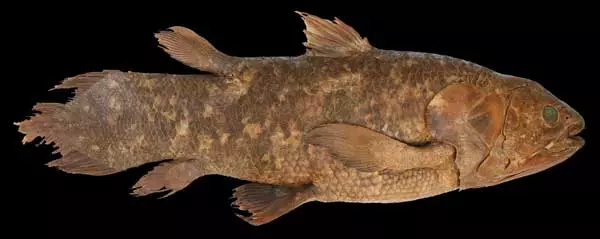 Coelacanth - মাছ 