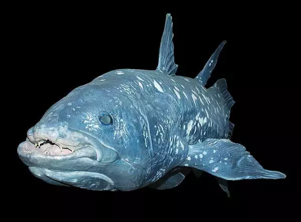 Coelacanth - ປາ 