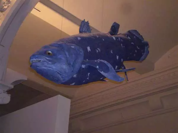 Coelacanth - माछा 