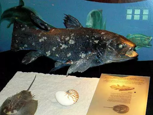 Coelacanth - মাছ 