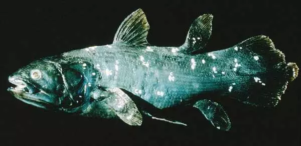 Coelacanth - ماهی 