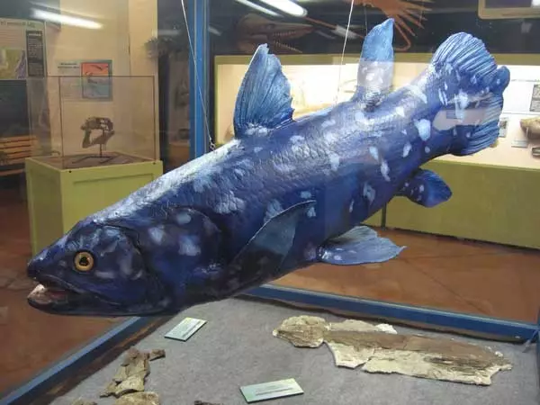 Coelacanth - মাছ 