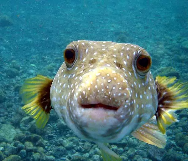 Pasja riba ili pufer (Takifugu rubripes). Fotografija i video zapis pasje ribe ili mladunca