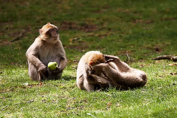 Antroji zoologijos mokslų grupė